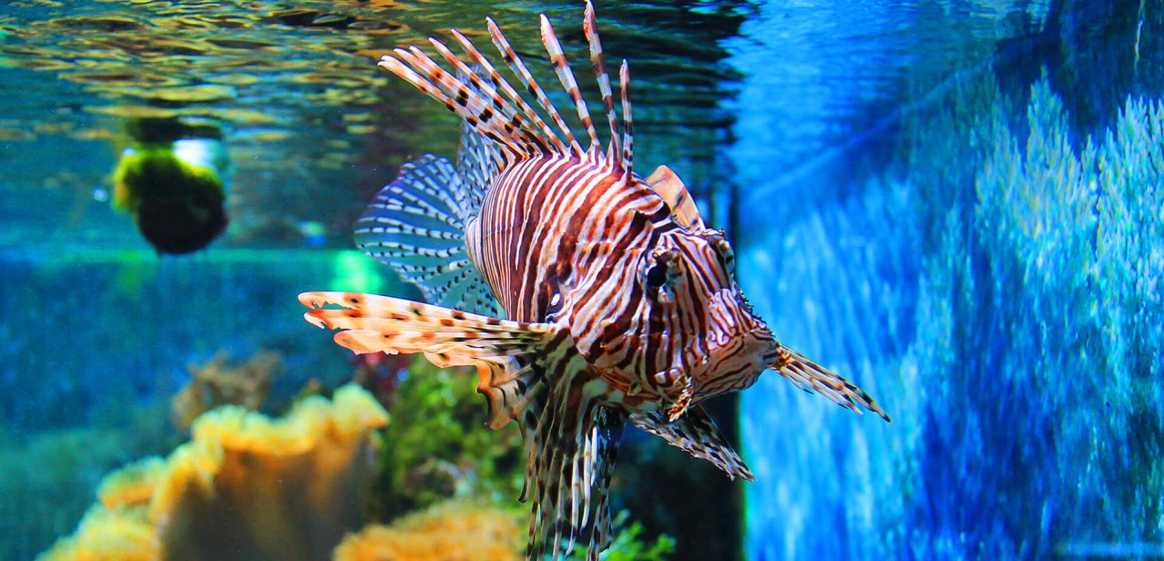 How to Acclimate Tropical Fish to Your Tank – Pruva Aquarium